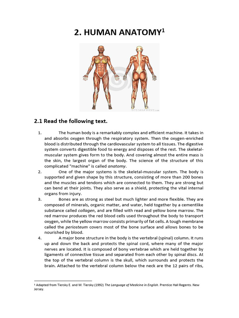 Unit 2 Human Anatomy 2012-3 | PDF | Artery | Central Nervous System
