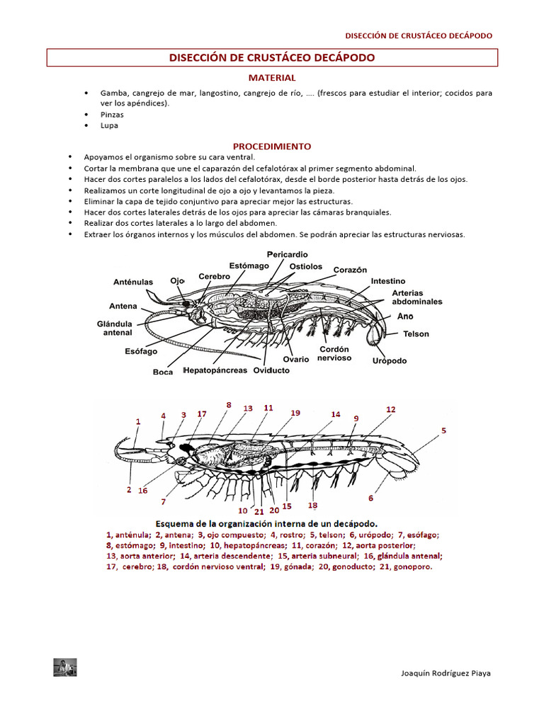 Disecando Crustáceos Decápodos | PDF | Crustáceo | Artrópodos