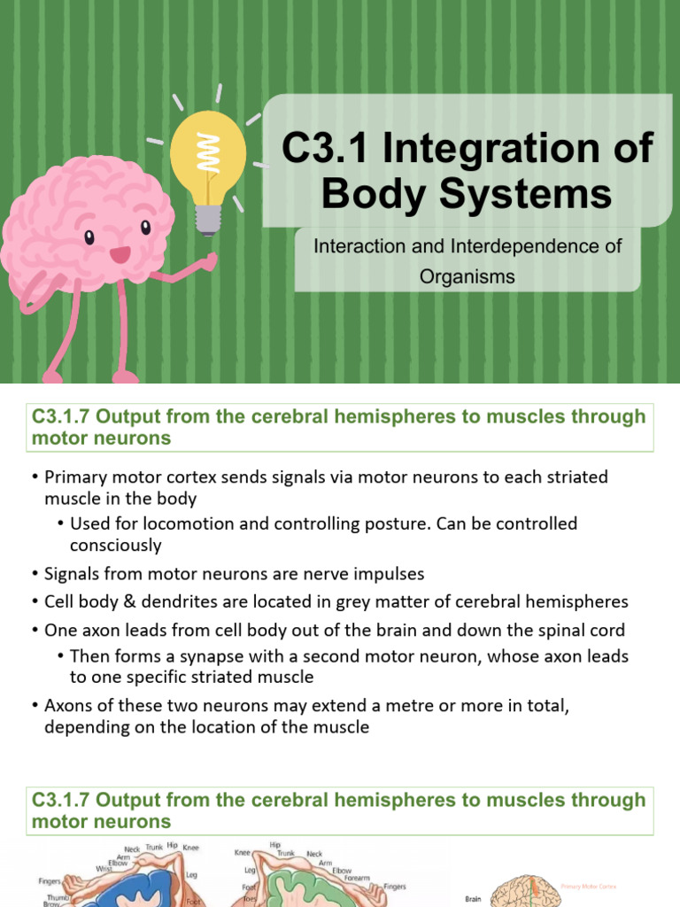 C3.1.7 Brain & Nervous System | PDF | Motor Neuron | Nerve