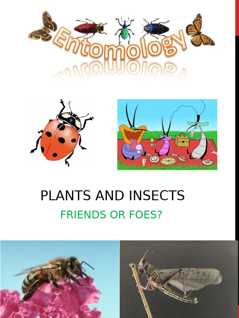 Philippine Entomology Overview | PDF | Insects | Pest (Organism)