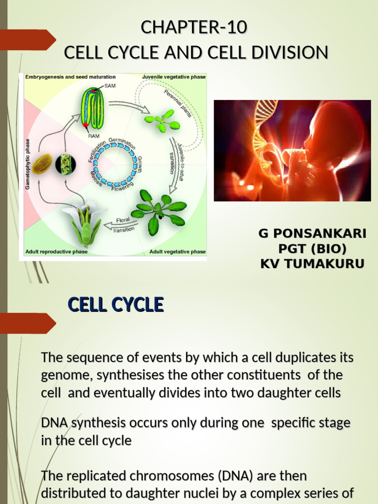 Chapter-10 Cell Cycle and Cell Division | PDF | Meiosis | Mitosis