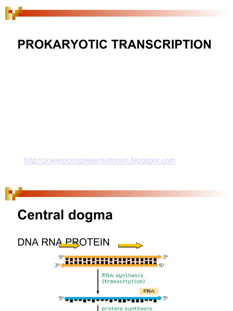 Prokaryotic Transcription | PDF