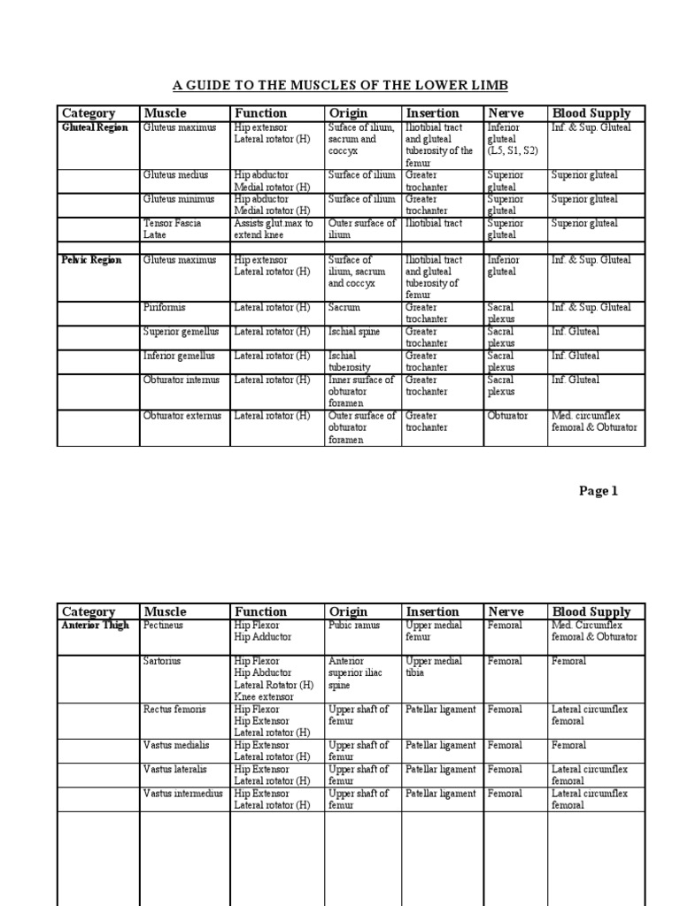Table of Lower Limb Muscles RW | PDF | Human Leg | Foot