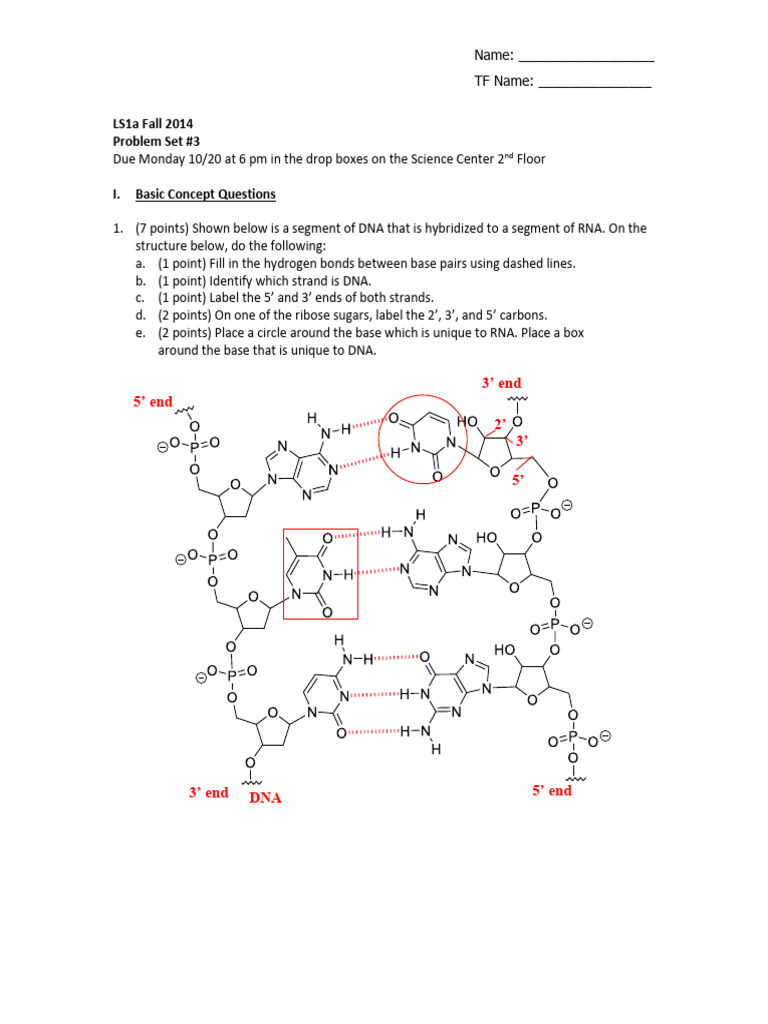 DNA and RNA Structure & Function Quiz | PDF | Primer (Molecular Biology ...