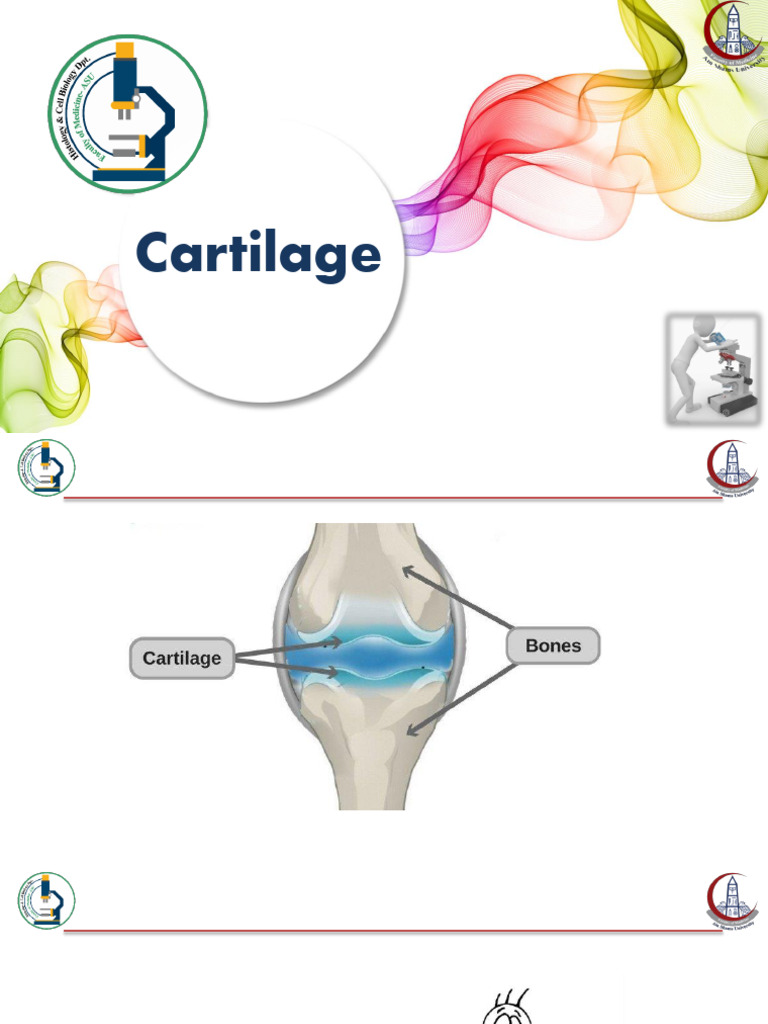 Histology Cartilage | PDF