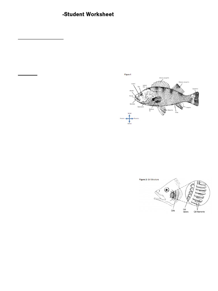 Fish Dissection - Student Handout | PDF | Heart | Fish
