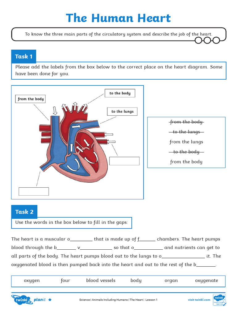 The Human Heart Activity Sheet | PDF | Heart | Blood