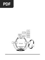 Amoeba Sisters Cell Cycle-1 | PDF | Mitosis | Chromosome