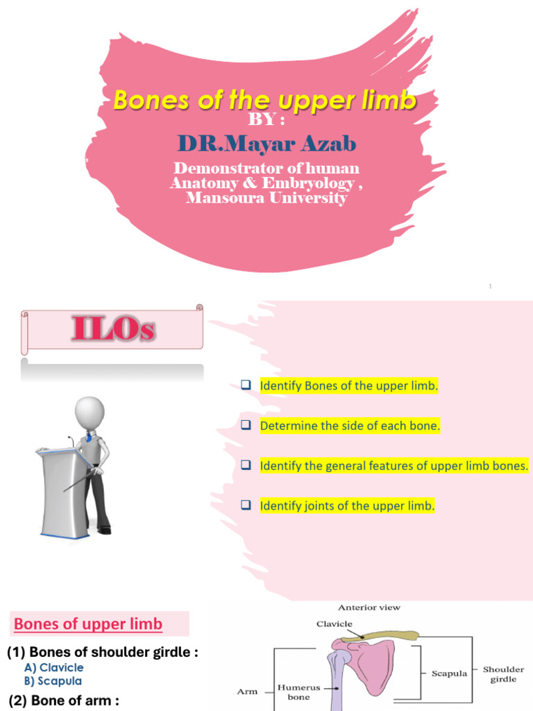 Bones of Upper Limb (Anatomy Practical) Mansoura | PDF | Musculoskeletal System | Limbs (Anatomy)