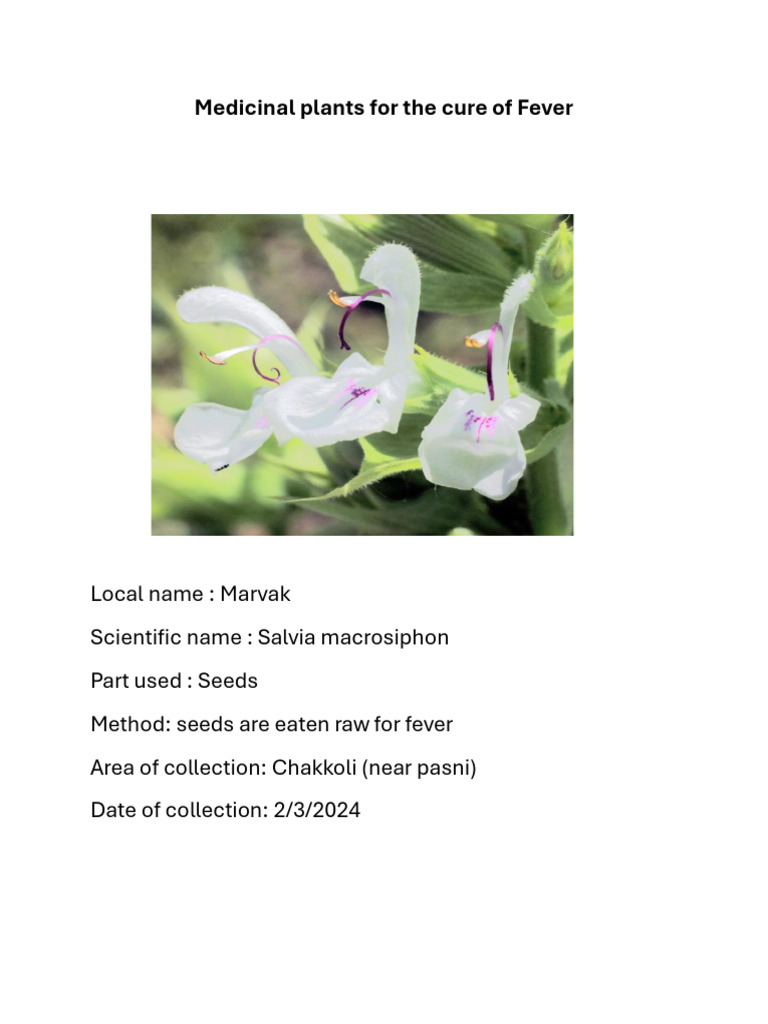 Medicinal Plants For Fever | PDF | Plants | Botany