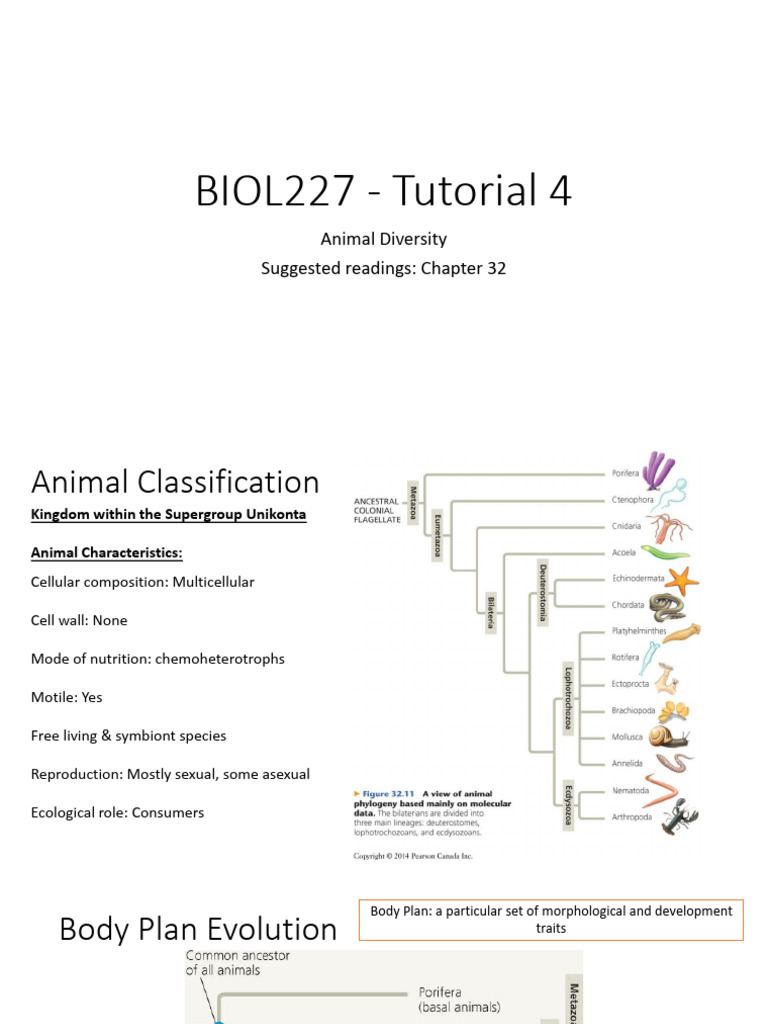 Animal Diversity and Classification Guide | PDF | Sponge | Mollusca