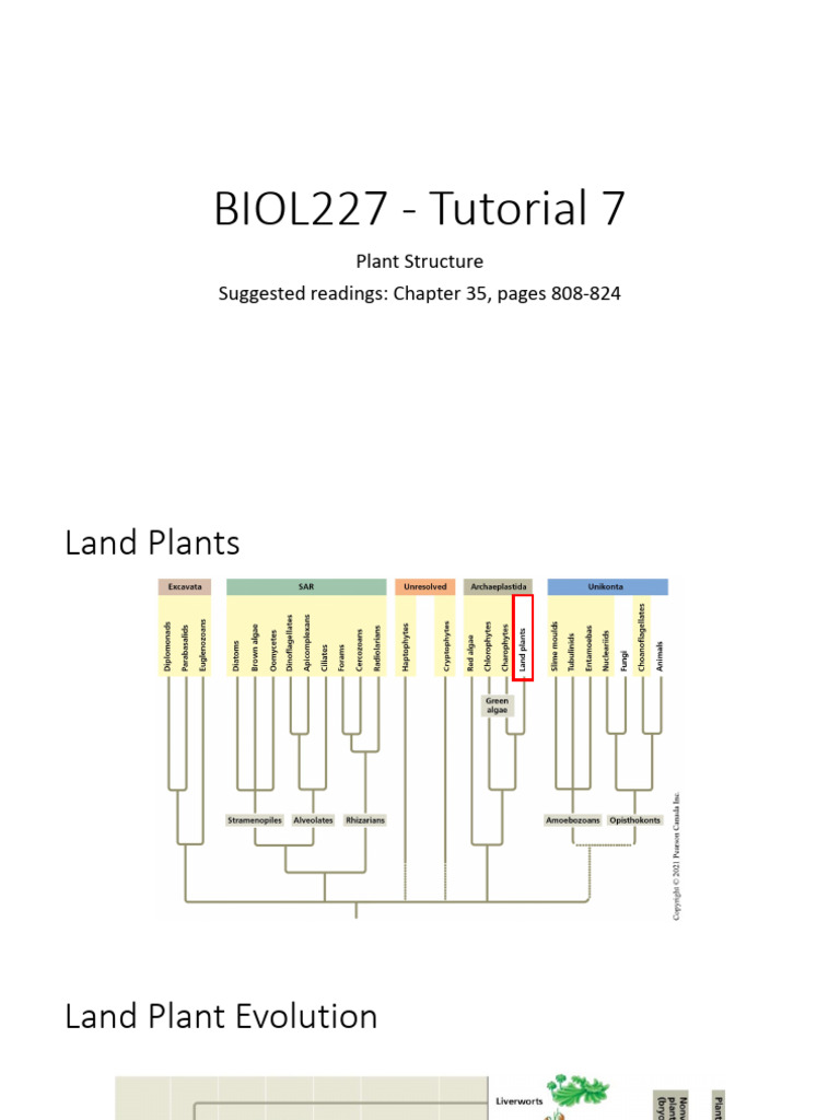 BIOL227 - Tutorial 7 Plant Structure | PDF | Tissue (Biology) | Plant Stem