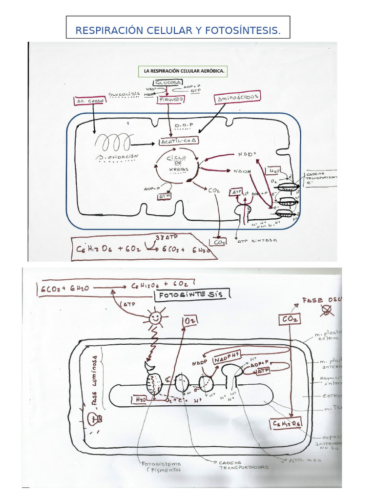 RESPIRACIÓN CELULAR Y FOTOSÍNTESIS. | PDF