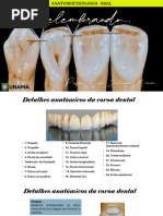 2 Morfologia dos dentes permanentes | PDF | Dente humano | Áreas da ...