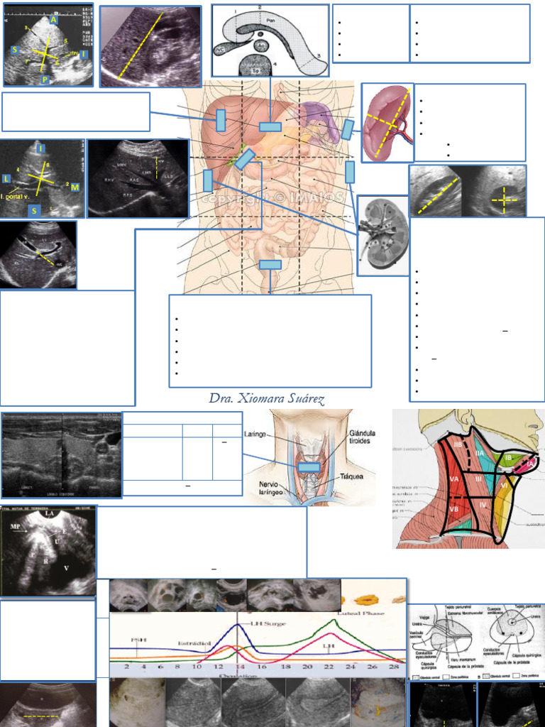 Abdomen | PDF | Abdomen | Angiología