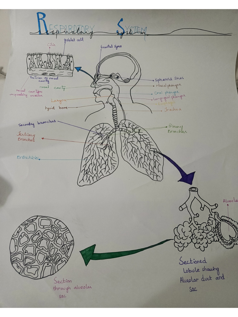 Anatomy lab assignment 01 | PDF