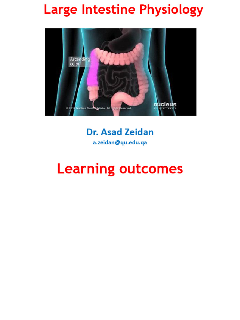 Large Intestine Physiology 2024 Out | PDF | Large Intestine | Rectum
