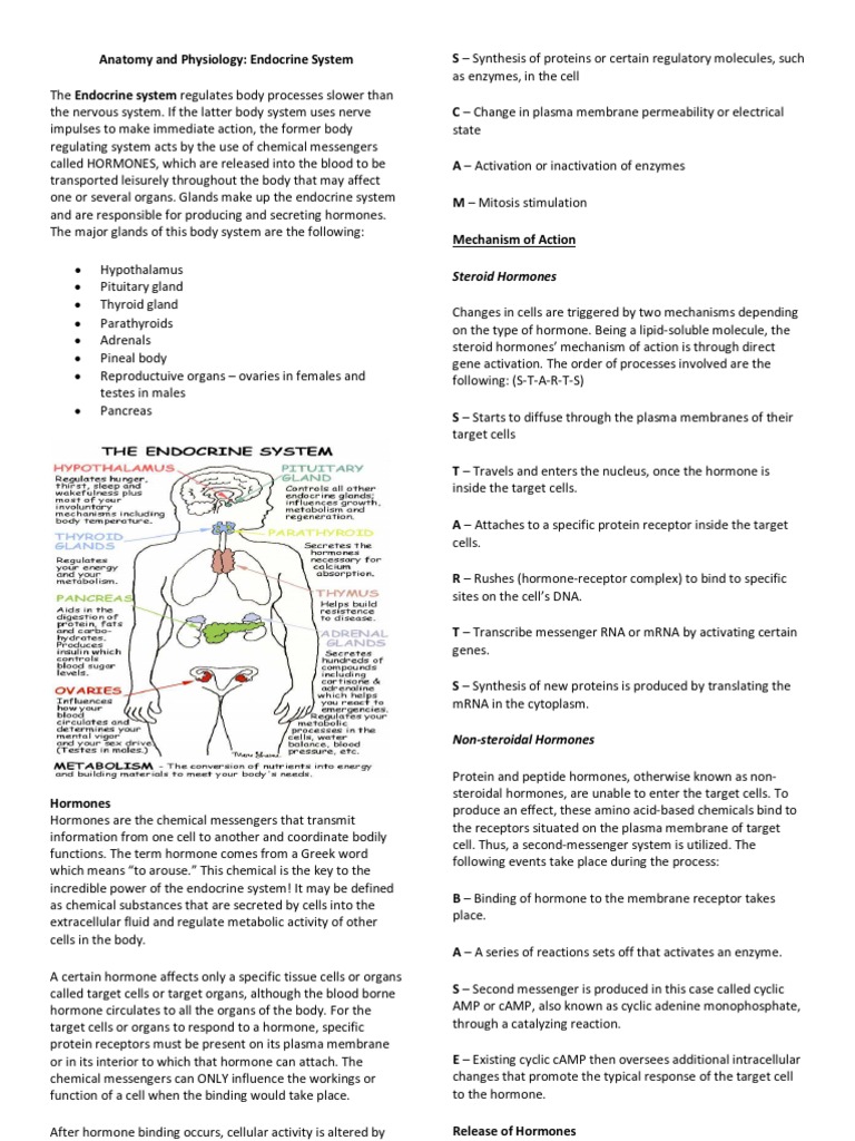 Endocrine System Overview and Functions | PDF | Hormone | Adrenal Gland