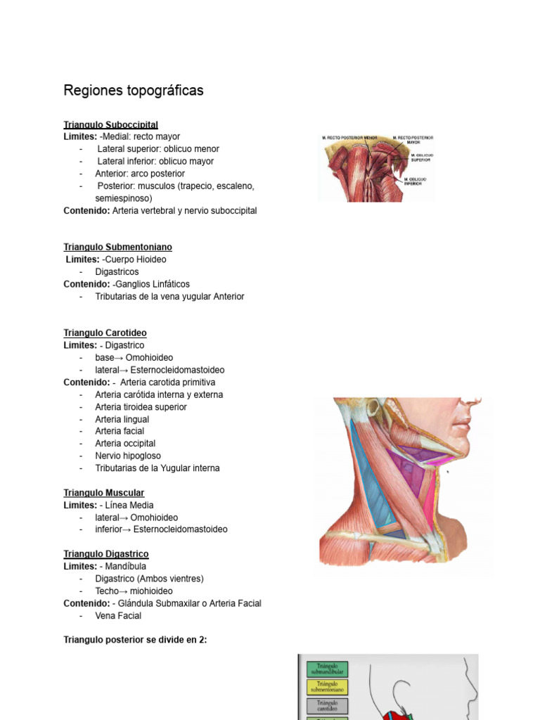 regiones | PDF | Anatomía humana | Cabeza y cuello humanos