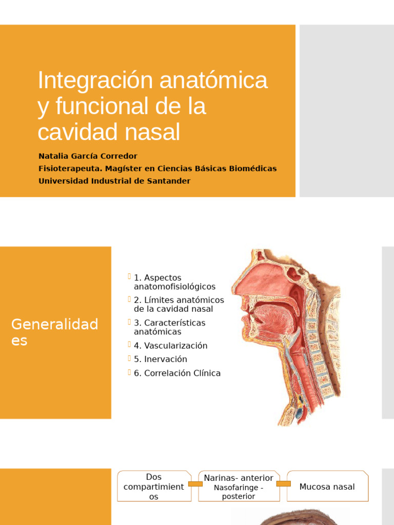 Anatomía y Función de la Cavidad Nasal | PDF | Cabeza y cuello humanos ...
