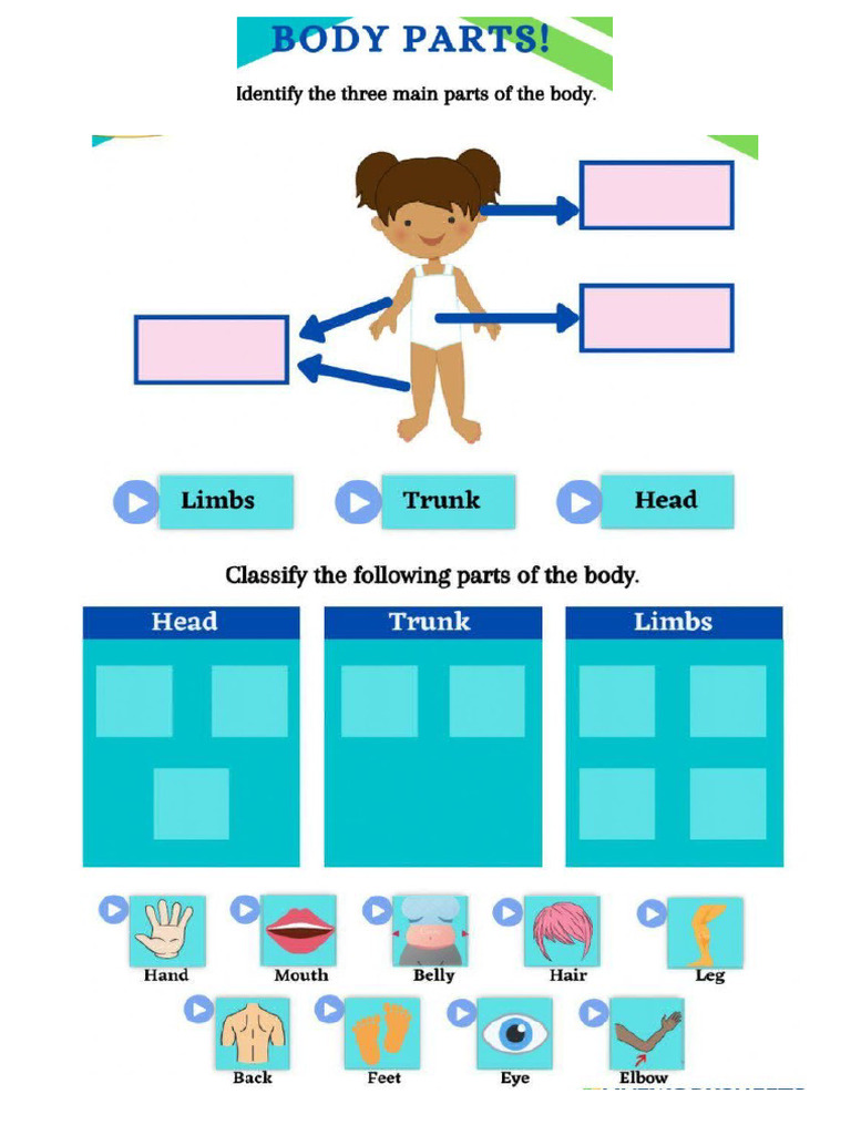 Head Trunk Limbs | PDF