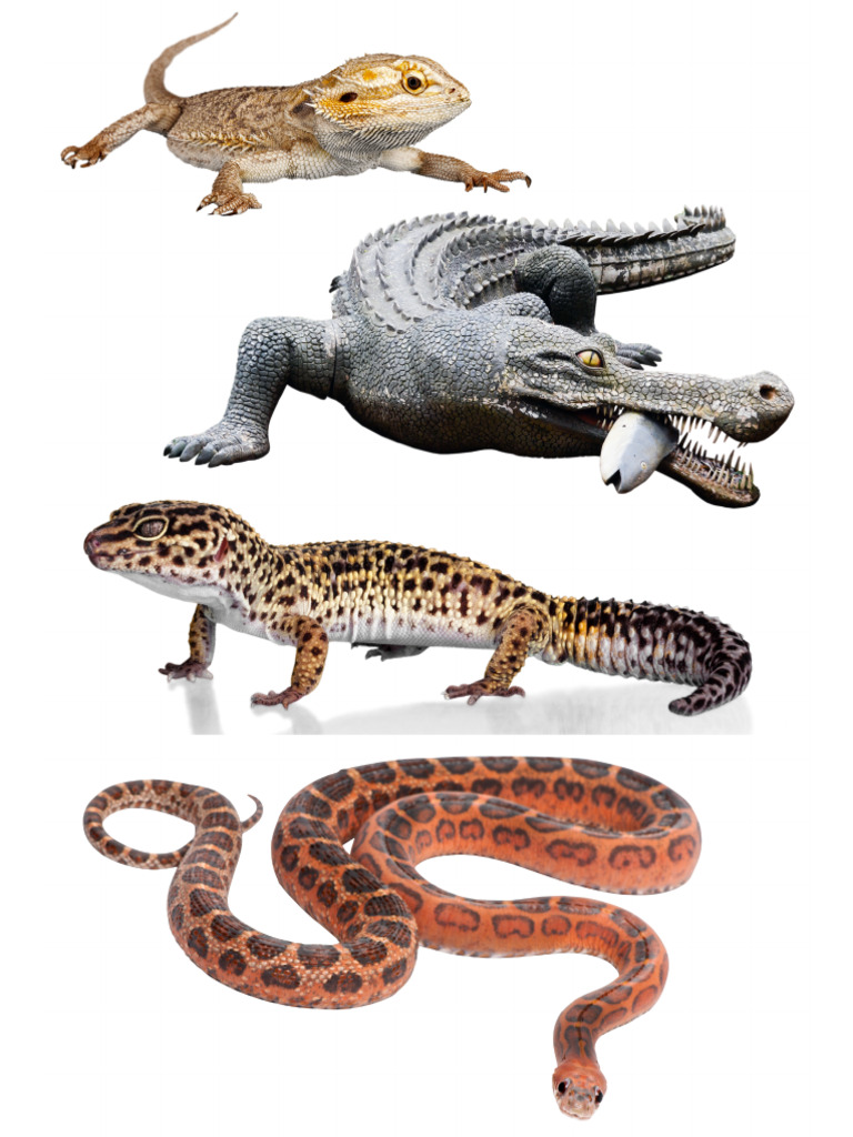 Reptiles | PDF