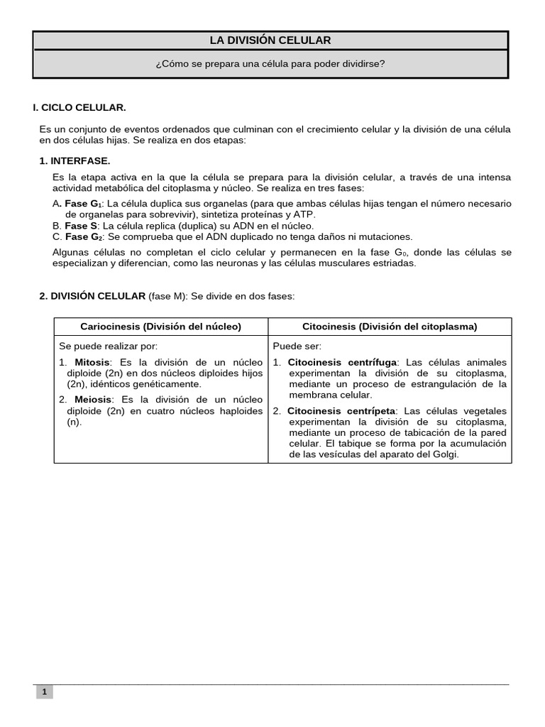 GuÍa Ciclo Celular Pdf Mitosis Ciclo Celular 6755