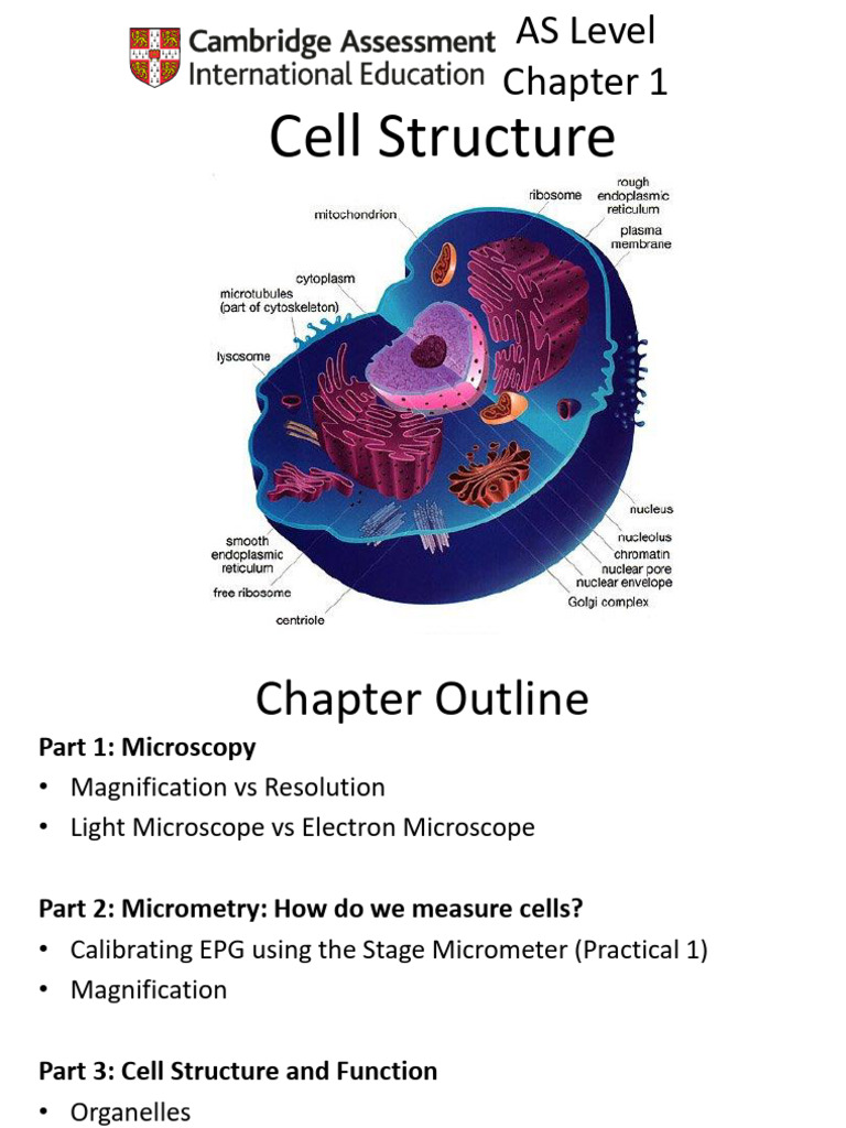 AICE Biology Guided Notes | PDF | Cell Membrane | Microtubule