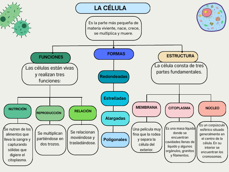 Mapa Conceptual La célula | PDF