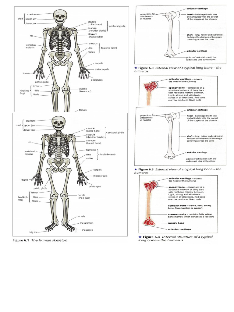 Skeleton 5F | PDF
