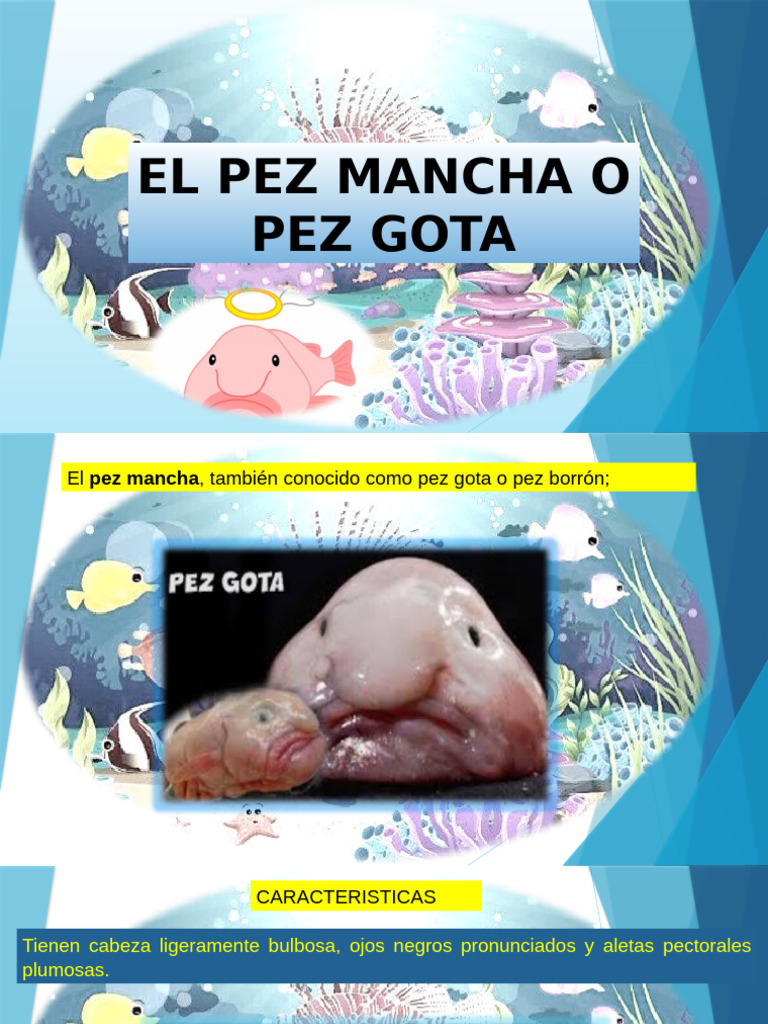 Presentación Pez Mancha 14 Junio 22 | PDF