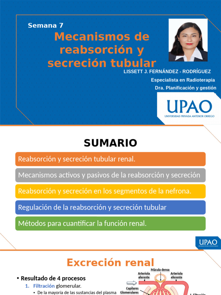 7 REabsorción y Secreción Tubular | PDF | Riñón | Angiotensina