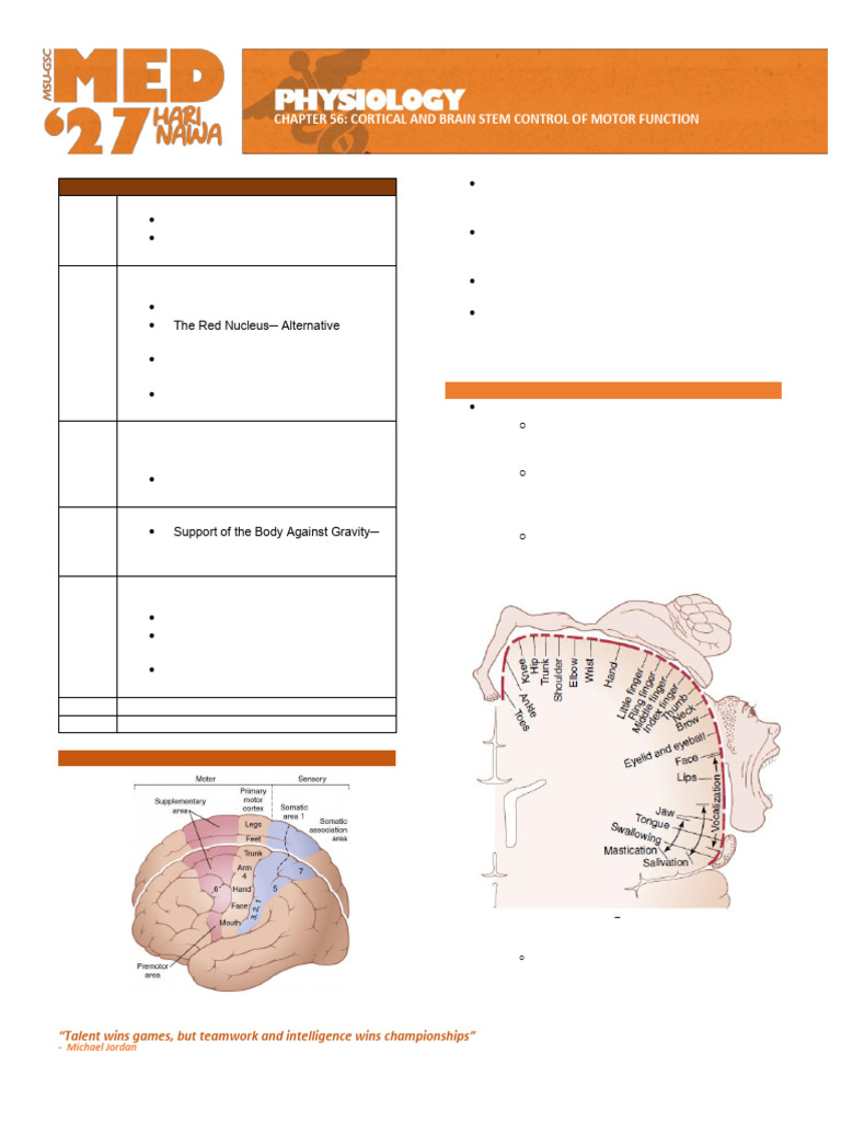 PHYSIOLOGY Chapter 56 Cortical and Brain Stem Control of Motor Function | PDF | Motor Neuron ...