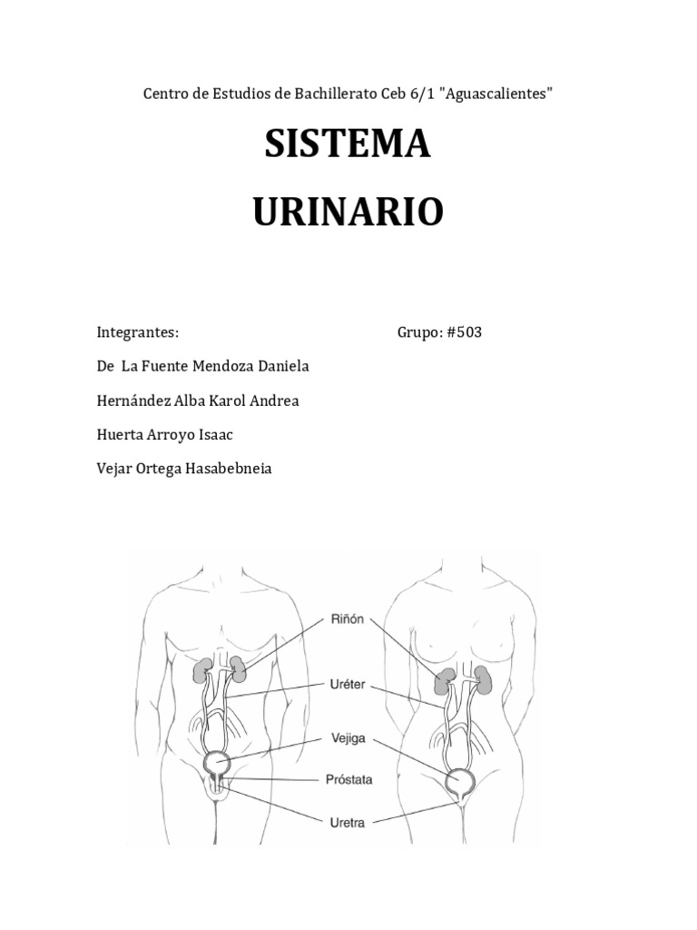 Sistema Urinario | PDF | Sistema urinario | Riñón