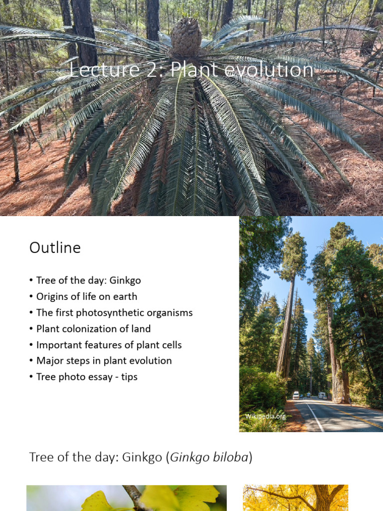 Lecture 2 - Plant Evolution-3 | PDF | Cyanobacteria | Plants