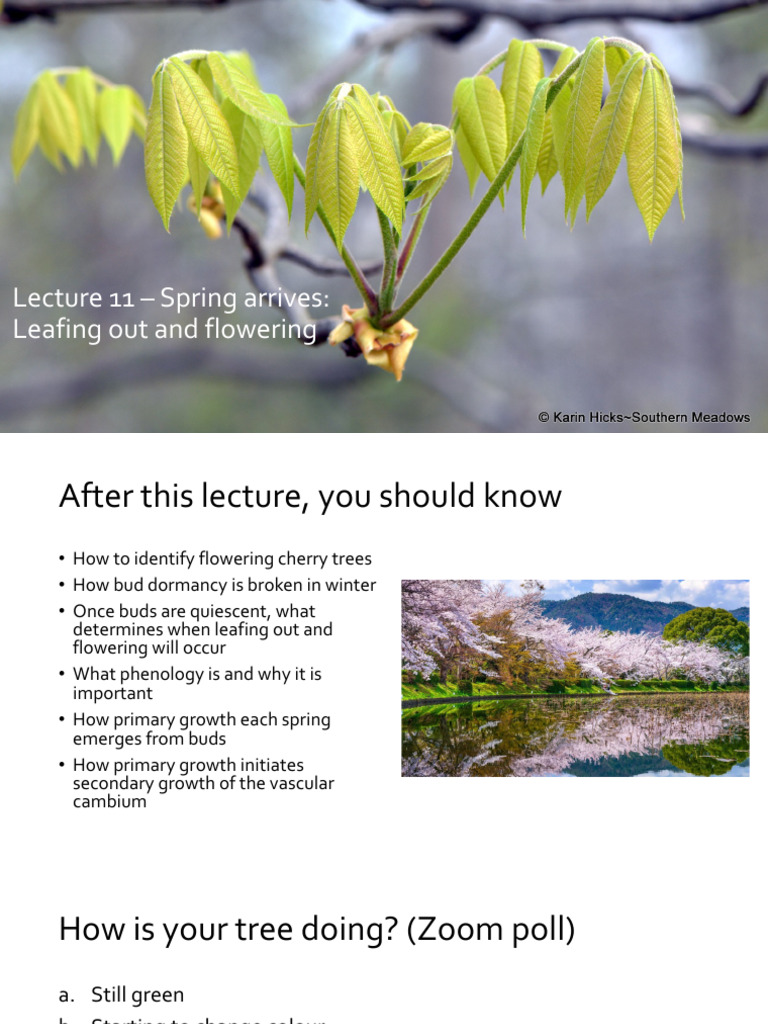 Lecture 11 - Spring Arrives-1 | PDF | Trees | Cherry