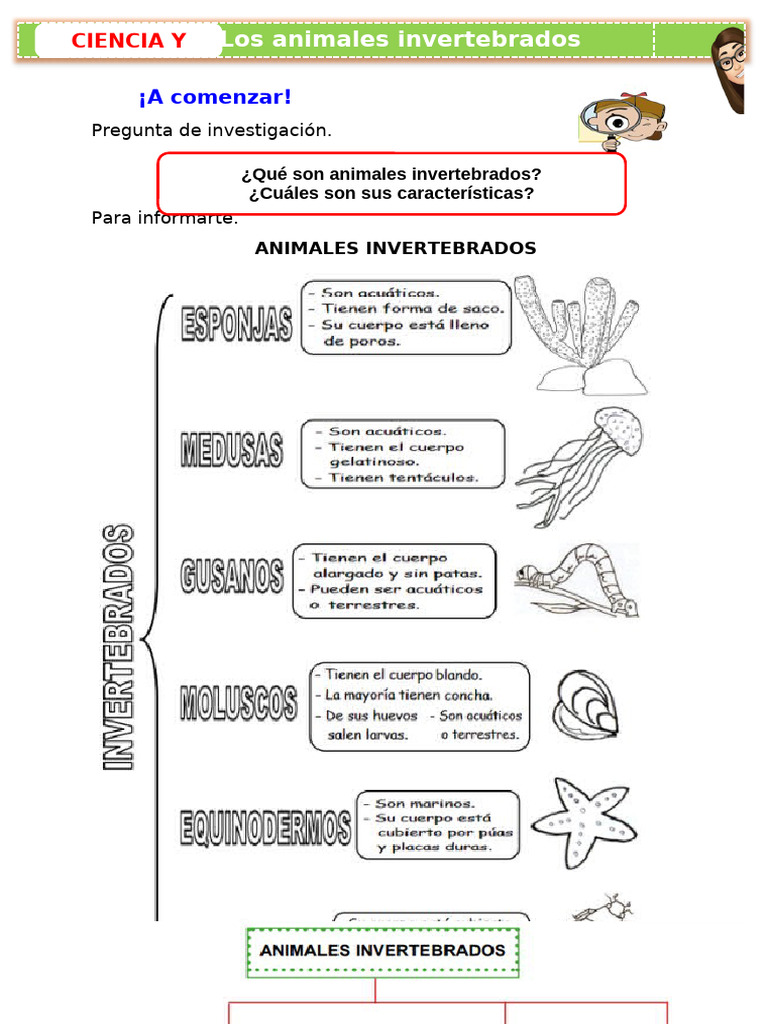 D3 A1 FICHA CT. Los Animales Invertebrados | PDF