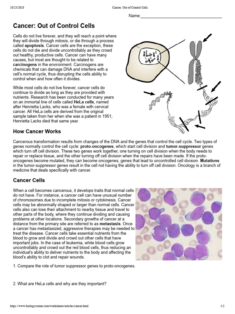 Cancer - Out of Control Cells Article | PDF | Cancer | Oncogene