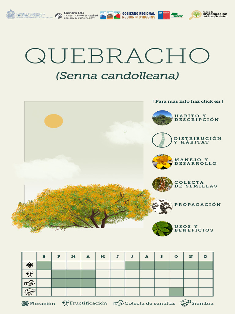 Quebracho: características y manejo | PDF | Semilla | Germinación