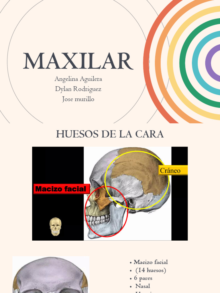 Anatomía del Maxilar Superior | PDF | Otorrinolaringología | Rasgos ...