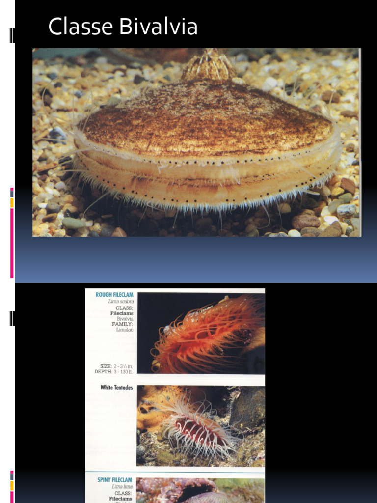 Aula Mollusca Bivalve | PDF | Moluscos | Bivalvia