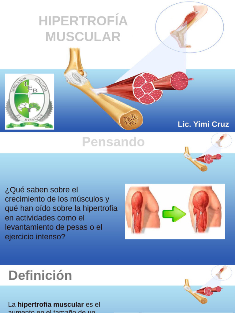 Clase Hipertrofía Muscular Grado 10° | PDF | Músculo | Contracción muscular