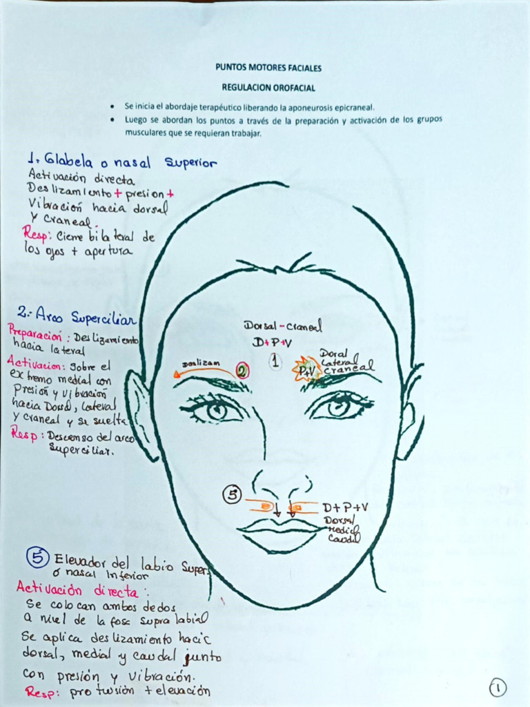 CCM - Regulacion Orofacial - Puntos Motores Faciales | PDF