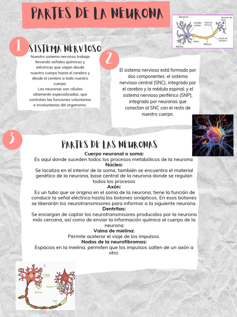 Partes de La Neurona | PDF | Sinapsis | Neurona