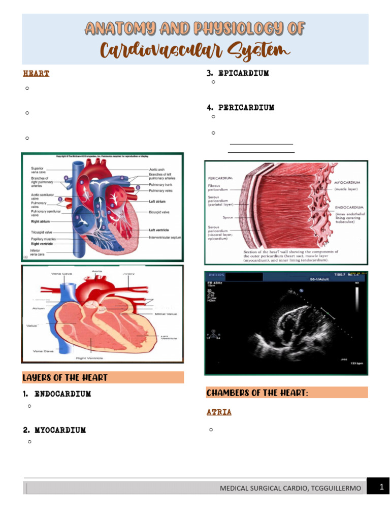 Cardio Anatomy and Diseases | PDF | Heart | Coronary Circulation
