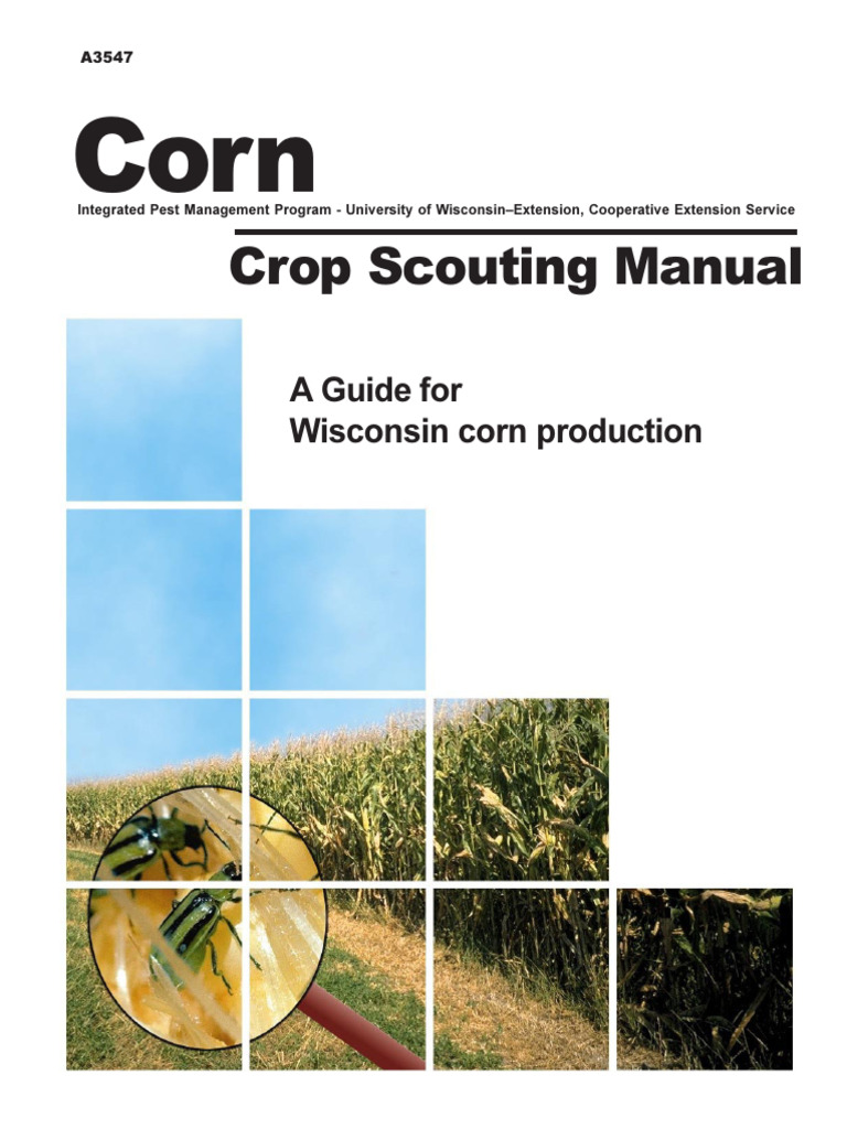 Pest Scouting | PDF | Fertilizer | Maize