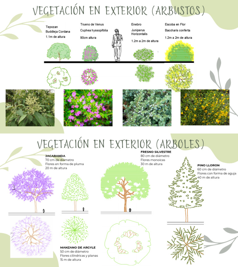 PROPUESTA DE VEGETACION | PDF