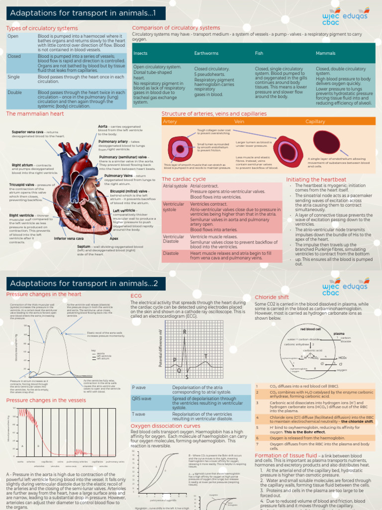 adaptions-for-transport-in-animals-1+2 | PDF | Heart | Atrium (Heart)