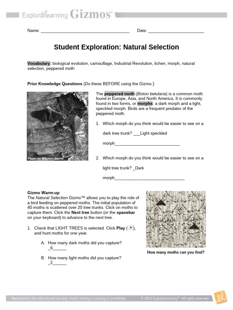 Student Exploration - Natural Selection1 | PDF