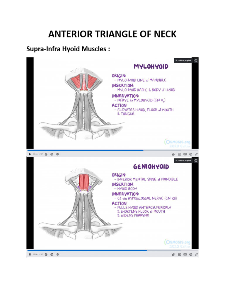 Anatomy of the Anterior Neck Triangle | PDF | Common Carotid Artery | Neck